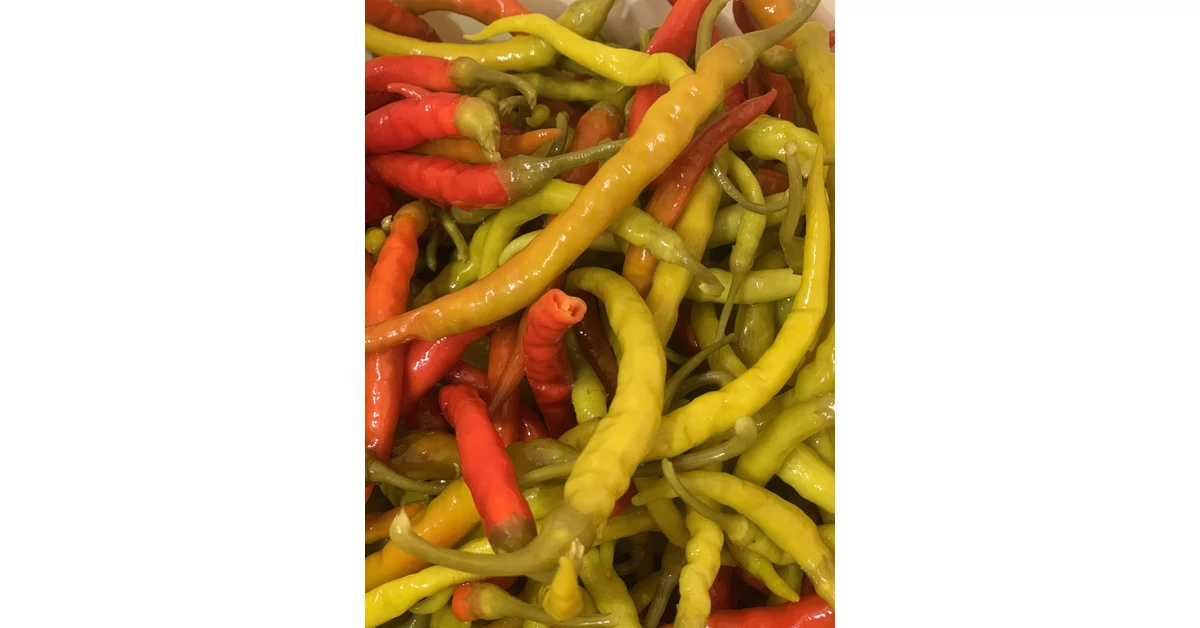 Paprika - Mr.Sauer Kft. - Vecsési savanyú webáruház